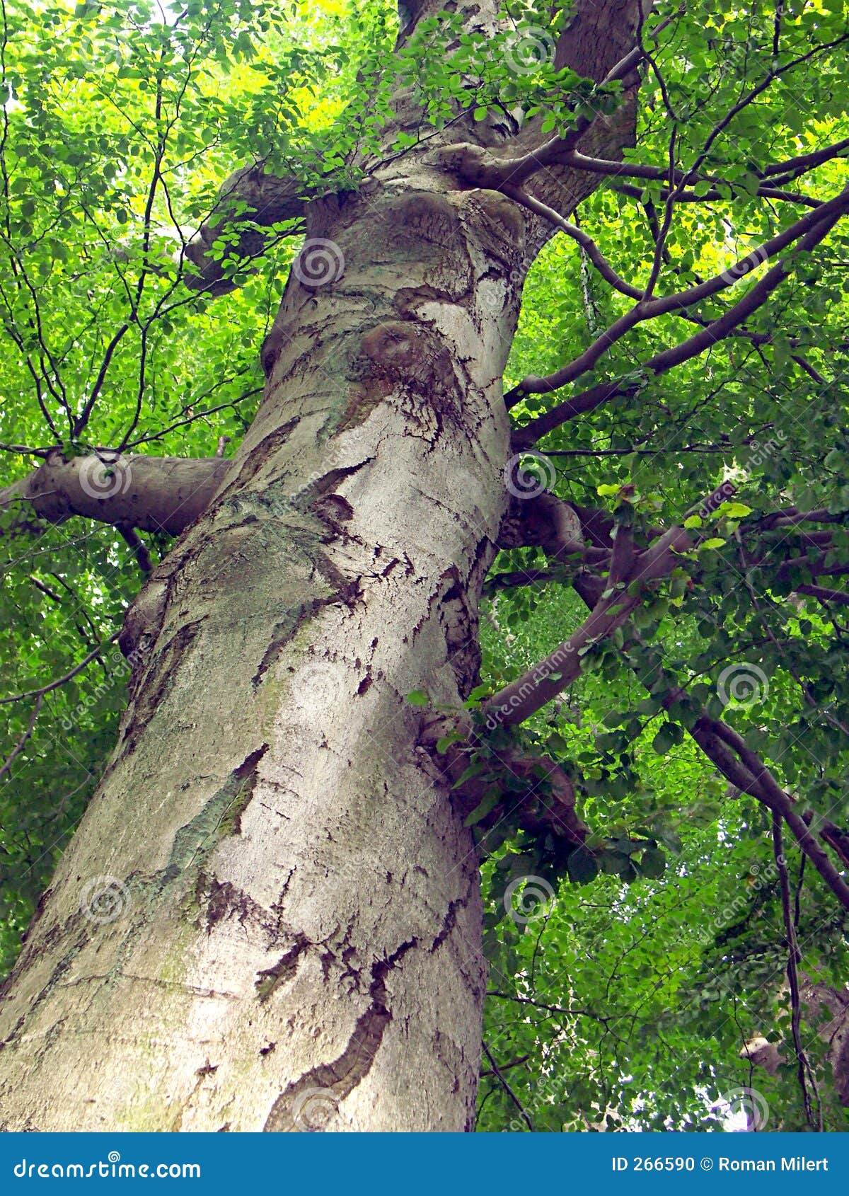 Under the tree looking up stock photo. Image of crowns - 266590