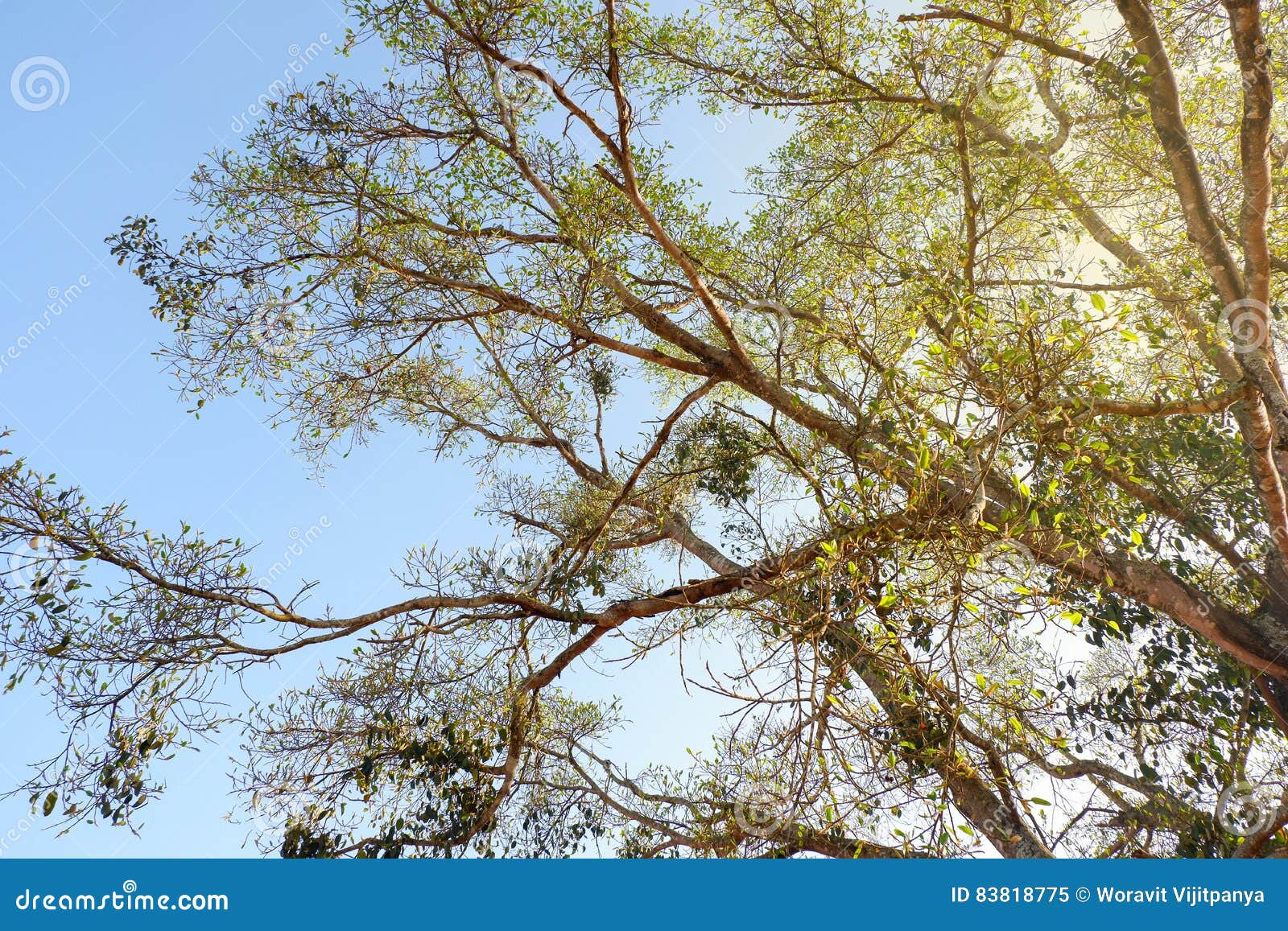 Under the tree stock image. Image of environment, color - 83818775