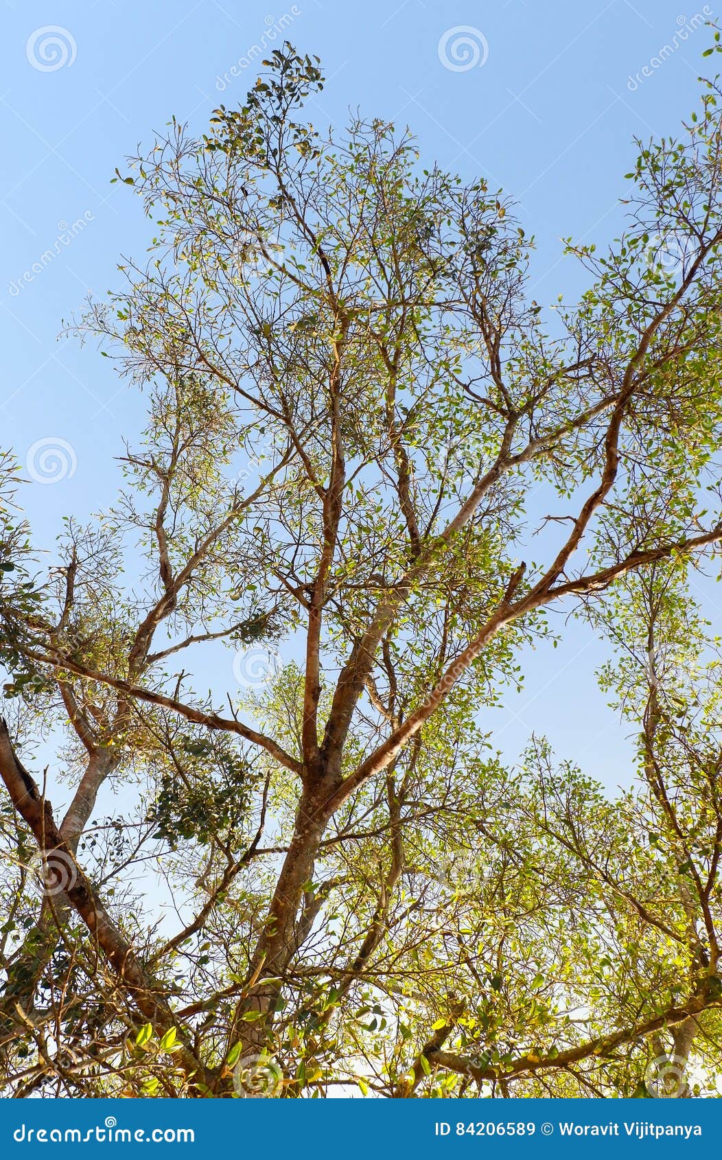Under the tree stock image. Image of canopy, beautiful - 84206589
