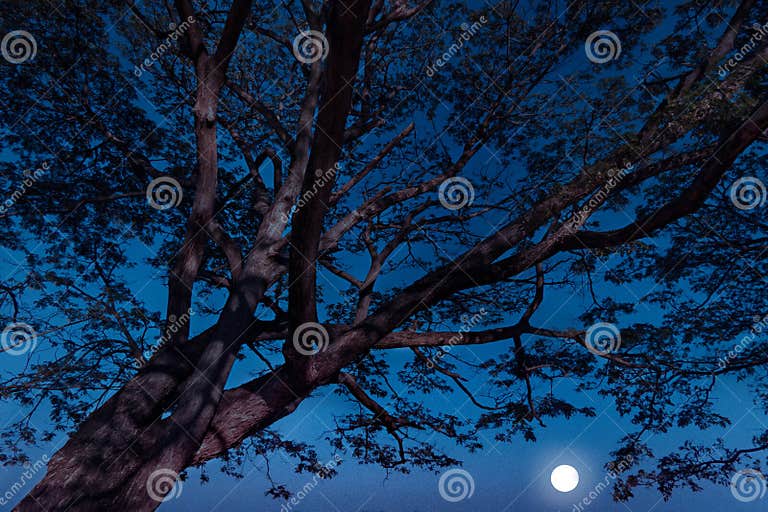 Under the tree night time stock image. Image of dusk - 131058341