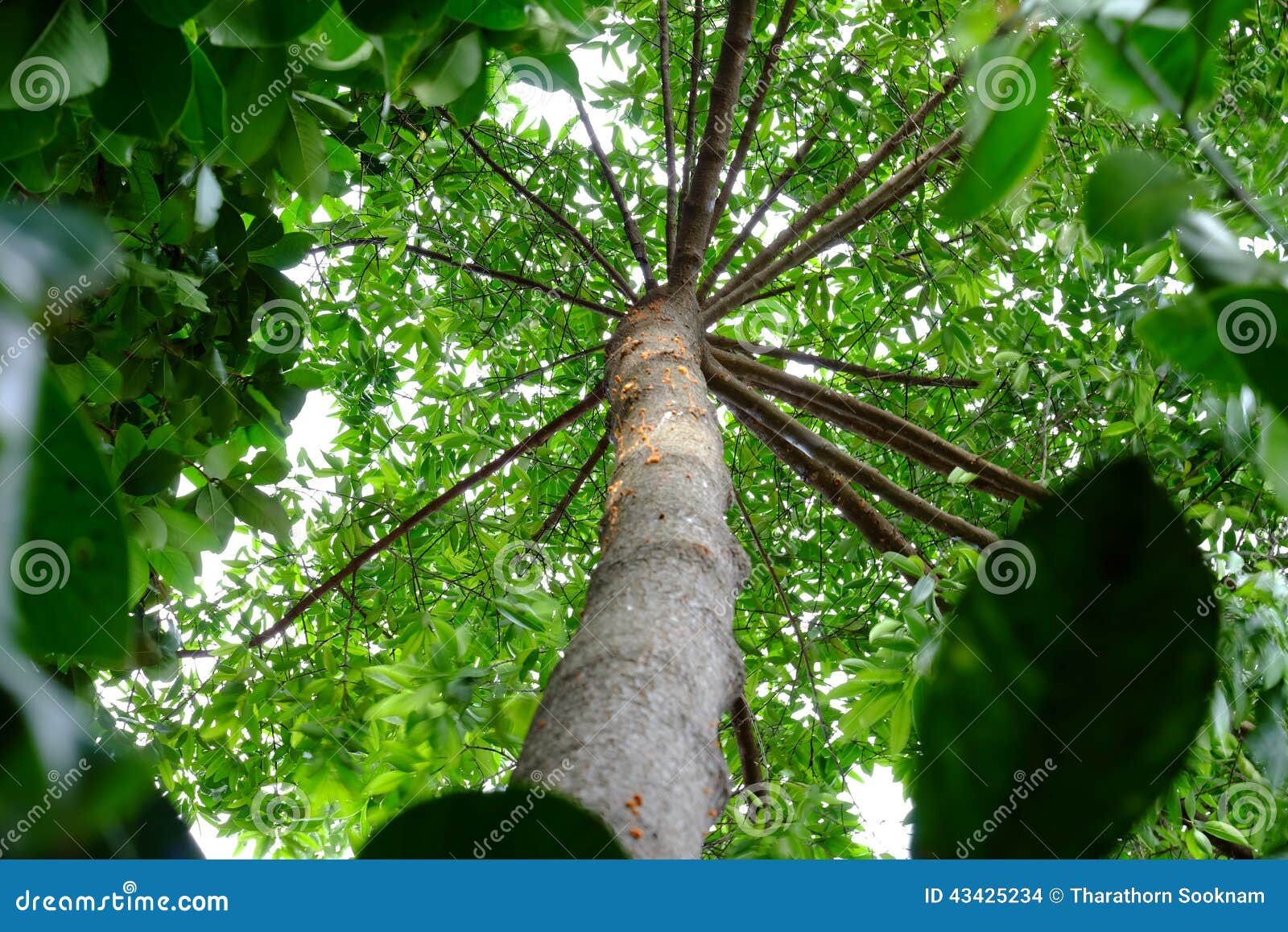 Under the Tree. stock photo. Image of forest, fresh, organic - 43425234