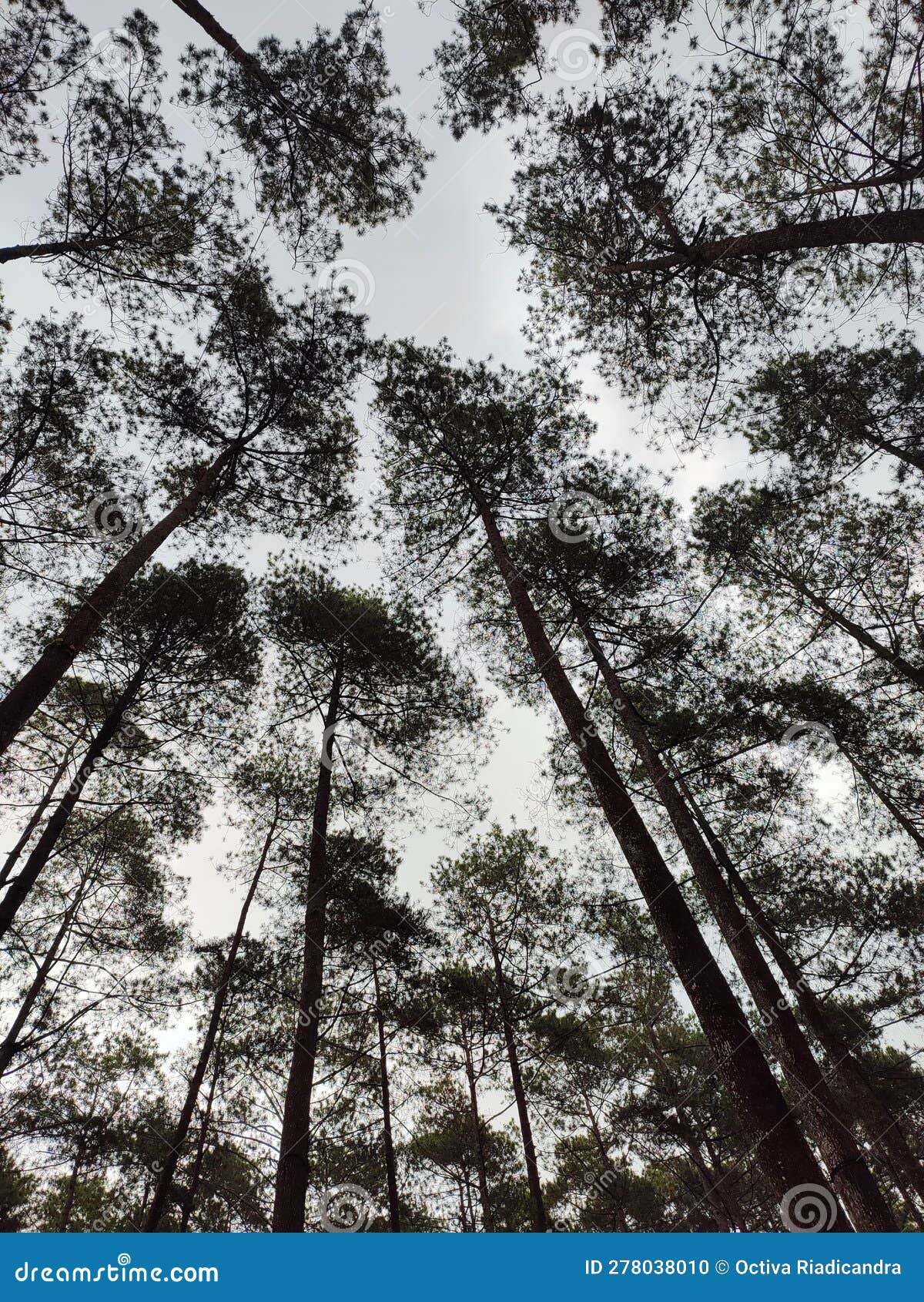 Under Tree at Pinus Forest. Stock Photo - Image of forest, morning ...