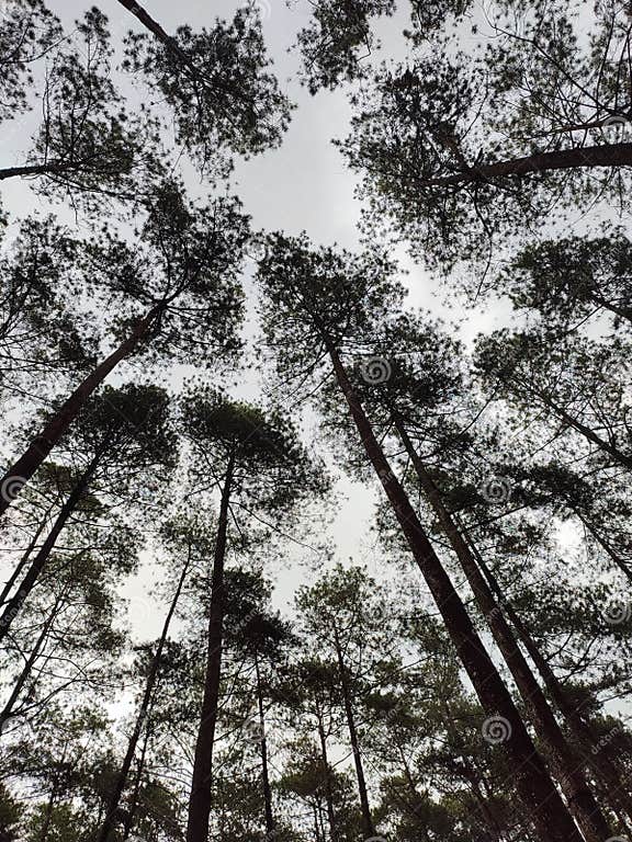 Under Tree at Pinus Forest. Stock Photo - Image of forest, morning ...