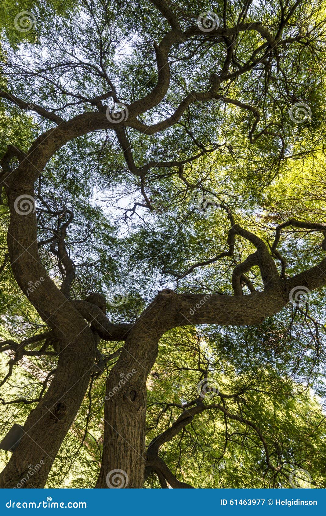 Under the tree stock image. Image of peaceful, south - 61463977