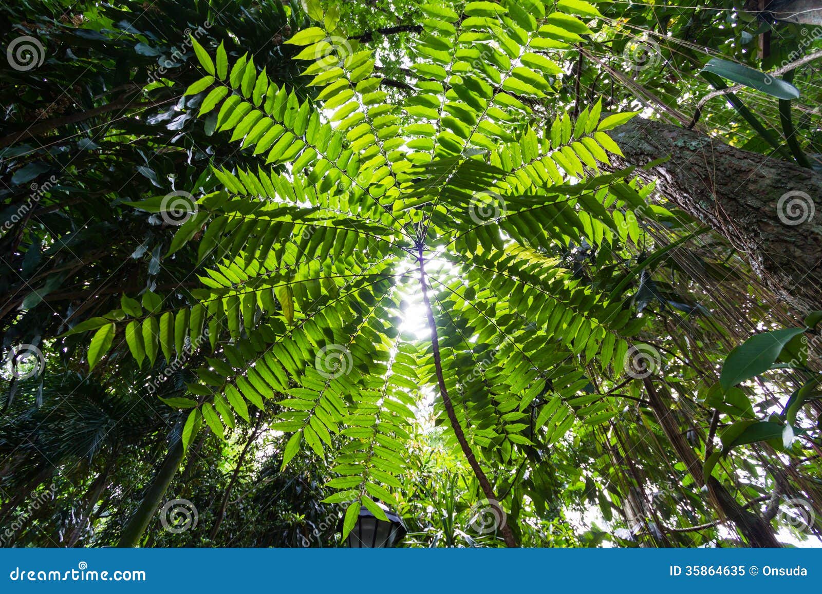 Under the tree shot stock image. Image of decorate, forest - 35864635
