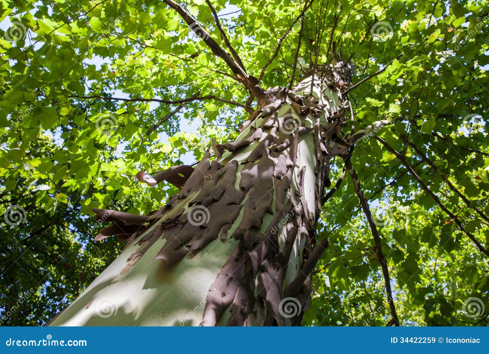 Under Tree with Spread Branch Stock Image - Image of sunny, texture ...