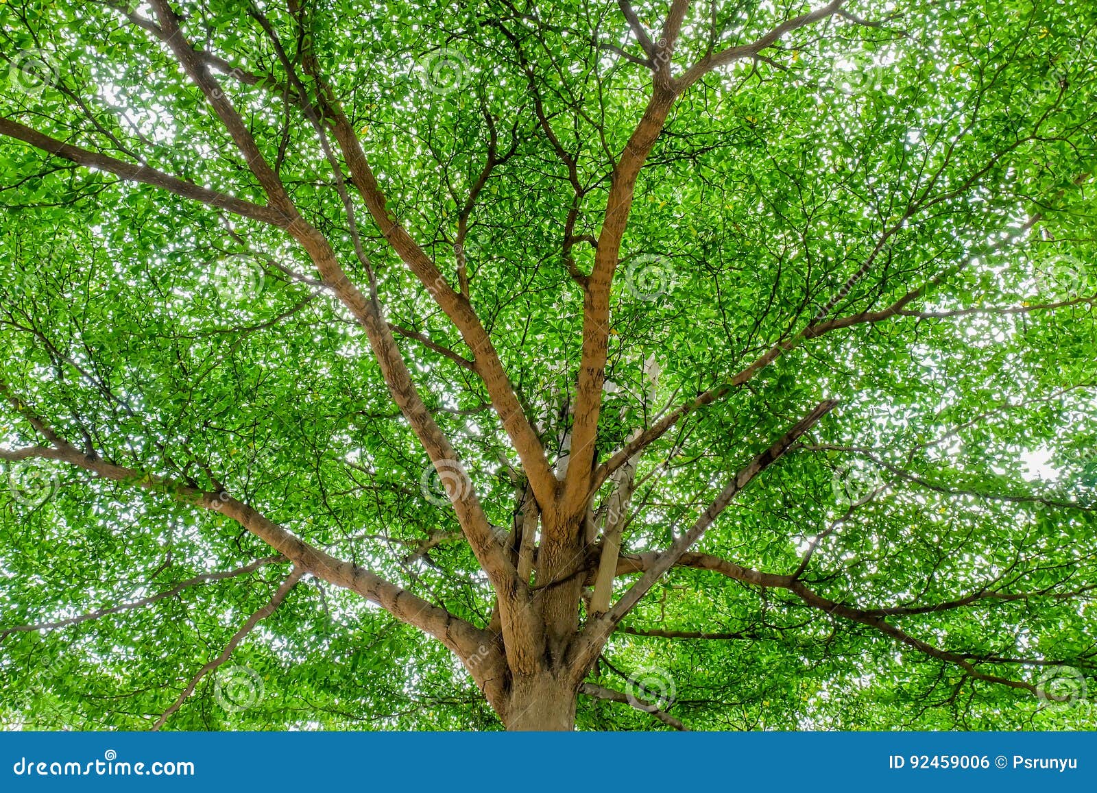 Under the Tree with Spread Branch Green Leaves Stock Photo - Image of ...