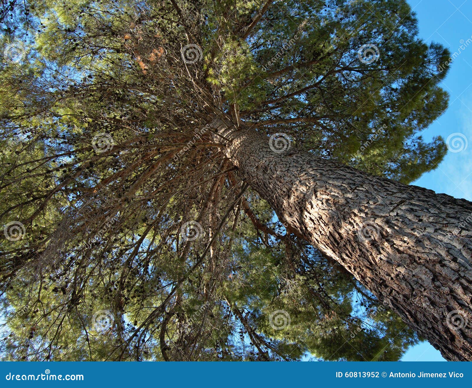 Under the tree stock photo. Image of rural, background - 60813952