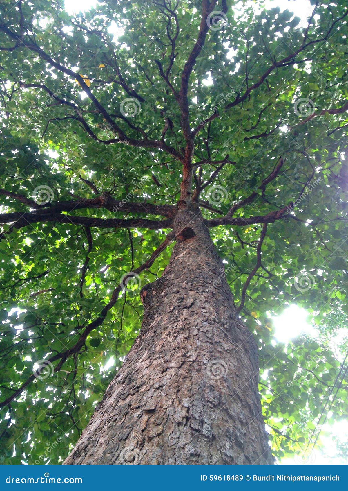 Under the tree stock image. Image of viewer, tree, green - 59618489