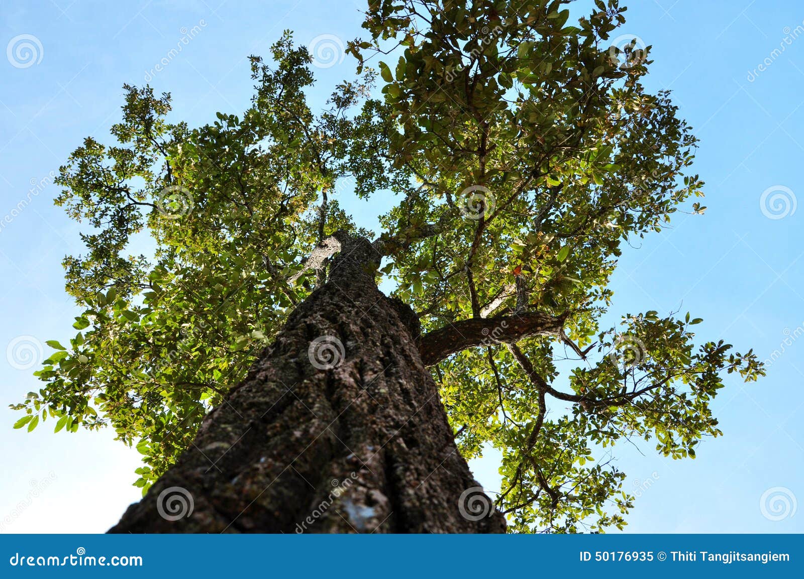 Under the tree stock image. Image of branch, environment - 50176935