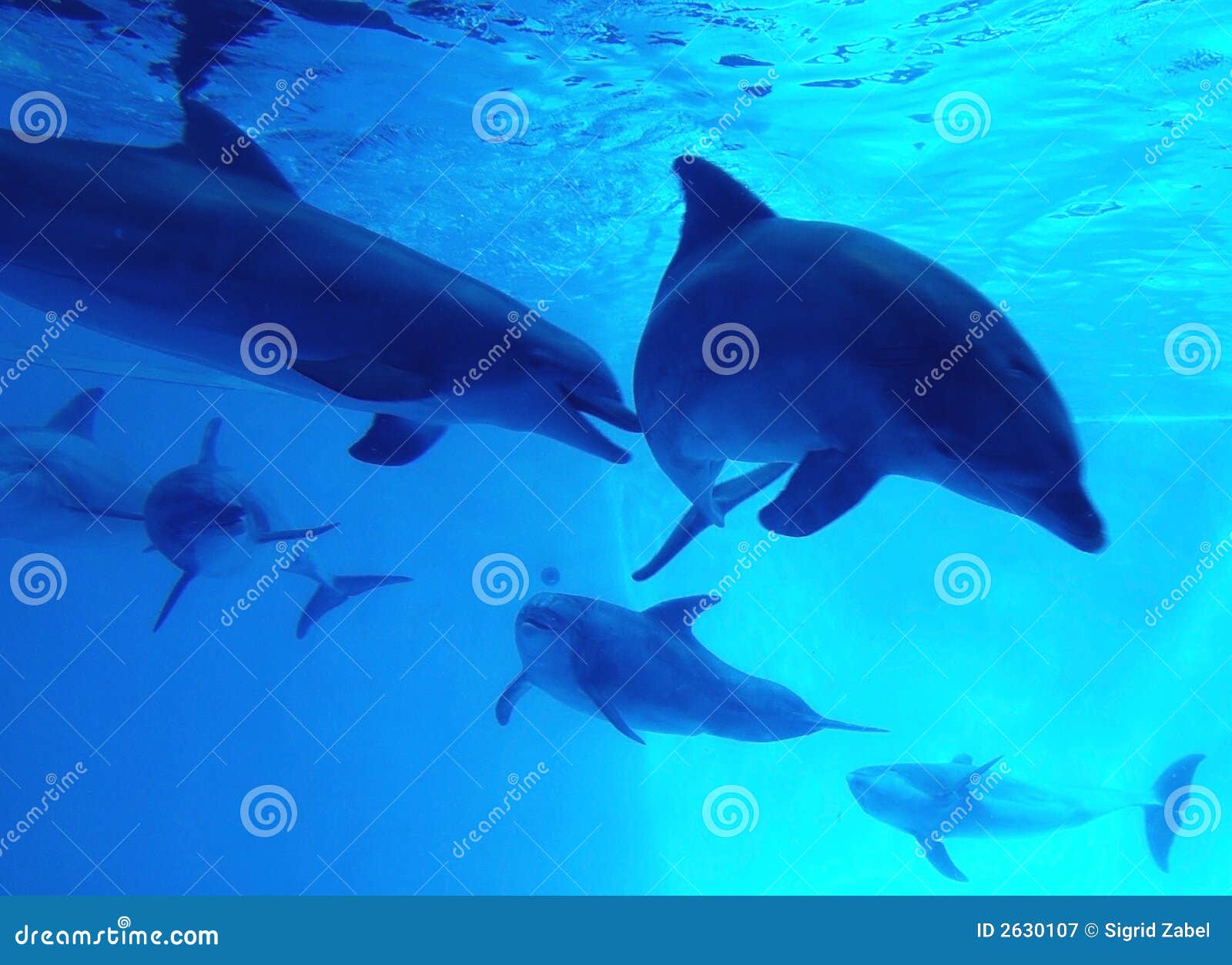 Under vatten fotografering för bildbyråer. Bild av spara - 2630107