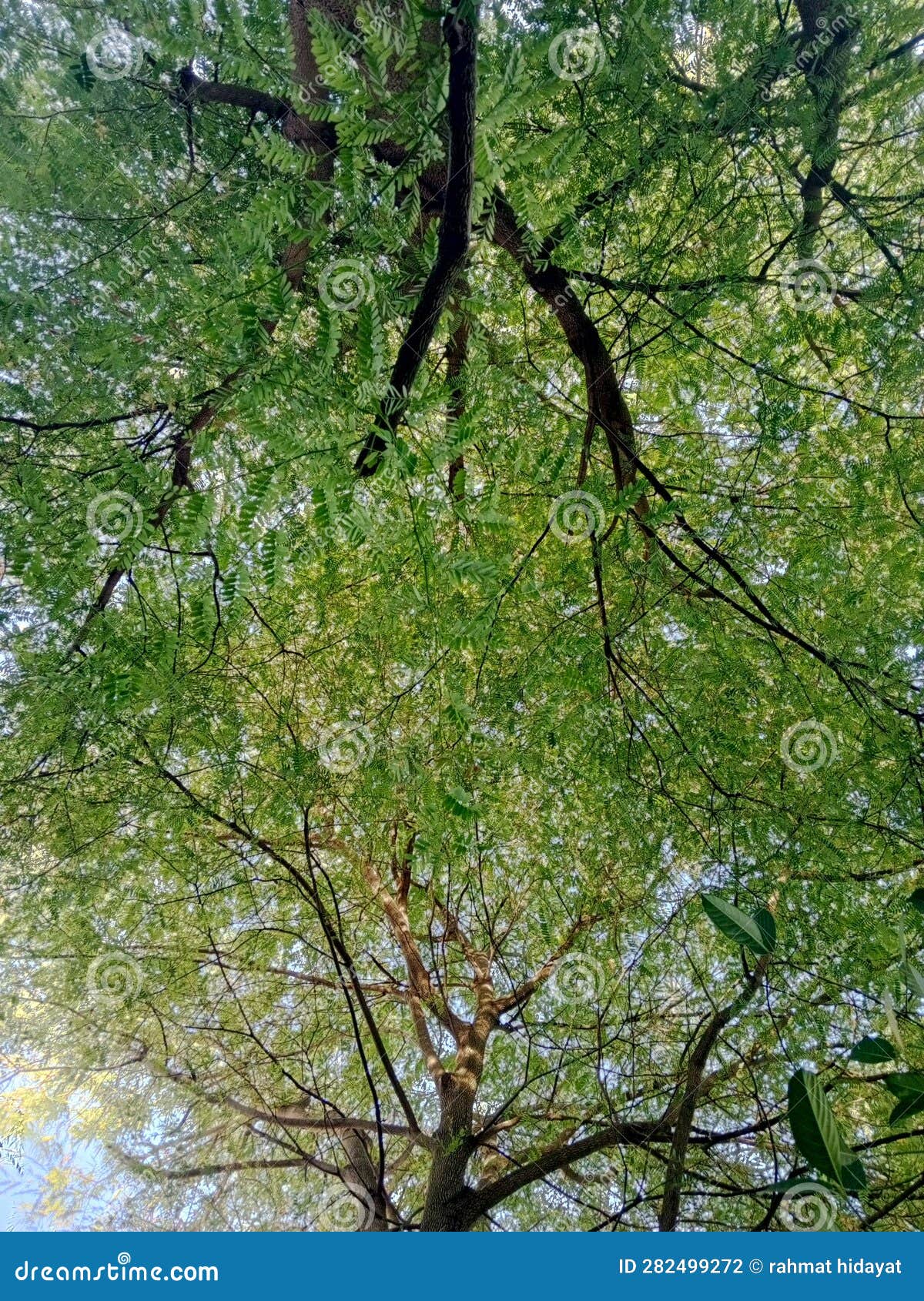 Under a Very Shady Tamarind Tree Stock Photo - Image of trunk, tamarind ...