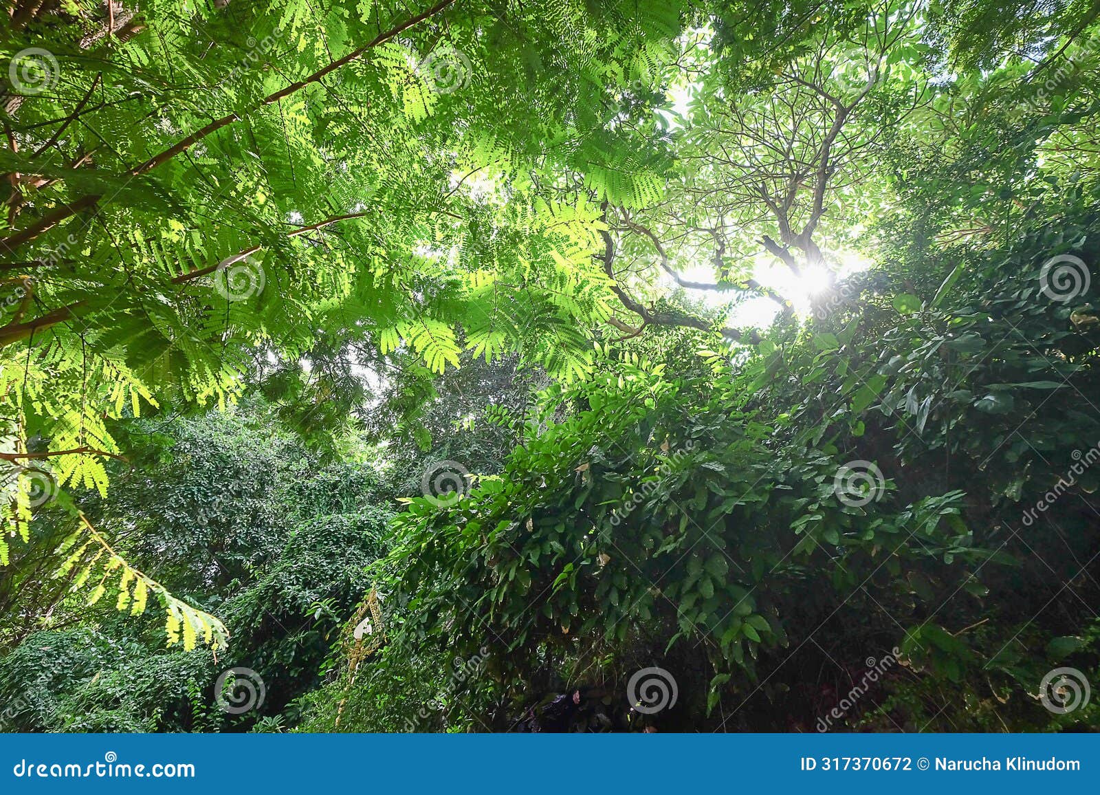The Under View of the Big Tree Stock Photo - Image of flair, light ...