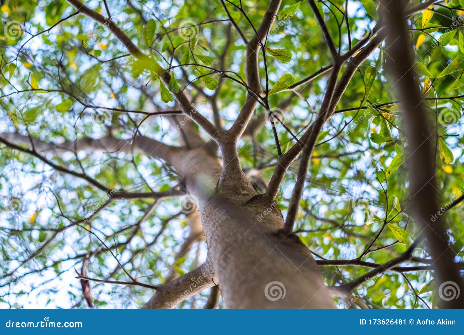 Terminalia Ivorensis Or Ivory Coast Almond Or Idigbo Or Black Afara Or ...
