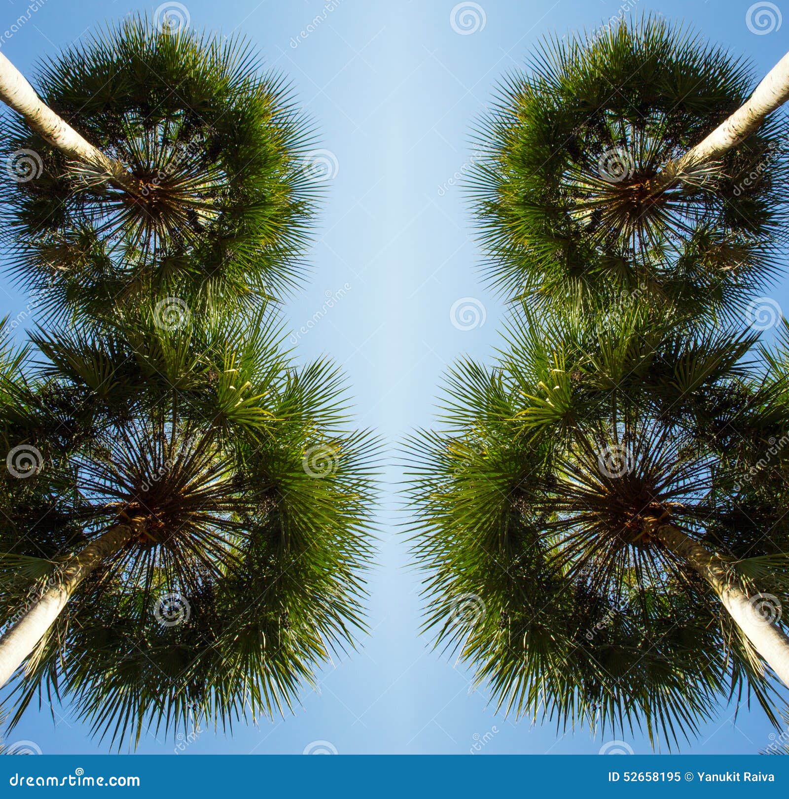 Under view of palm tree stock image. Image of rainforest - 52658195