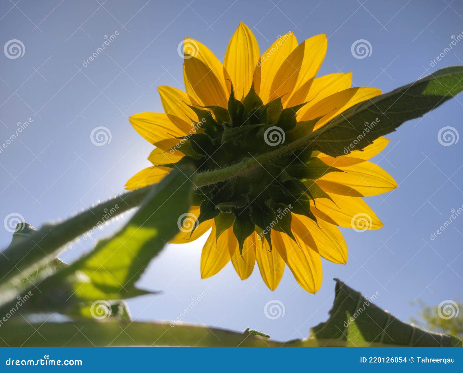 Under View of a Sunflower Glowing in the Sunlight Stock Photo - Image ...