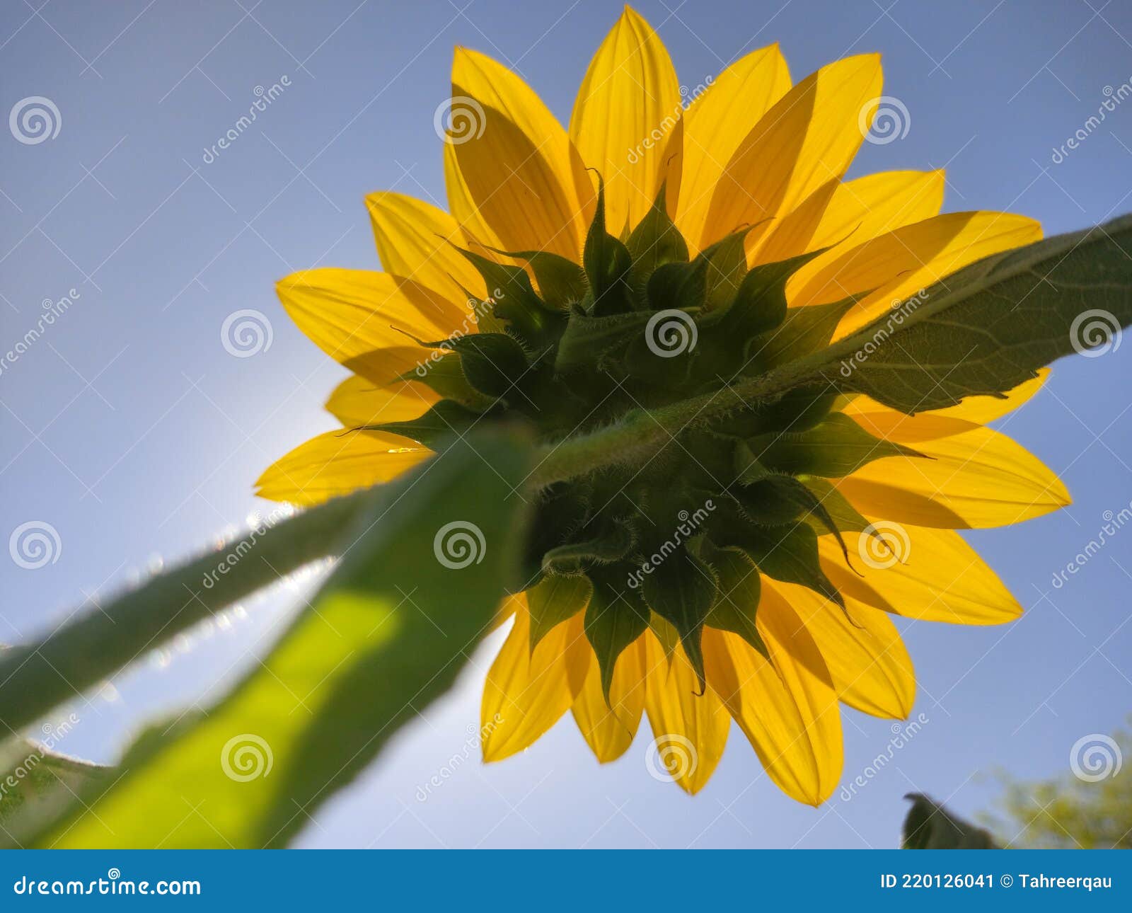 Under View of a Sunflower Glowing in the Sunlight Stock Image - Image ...