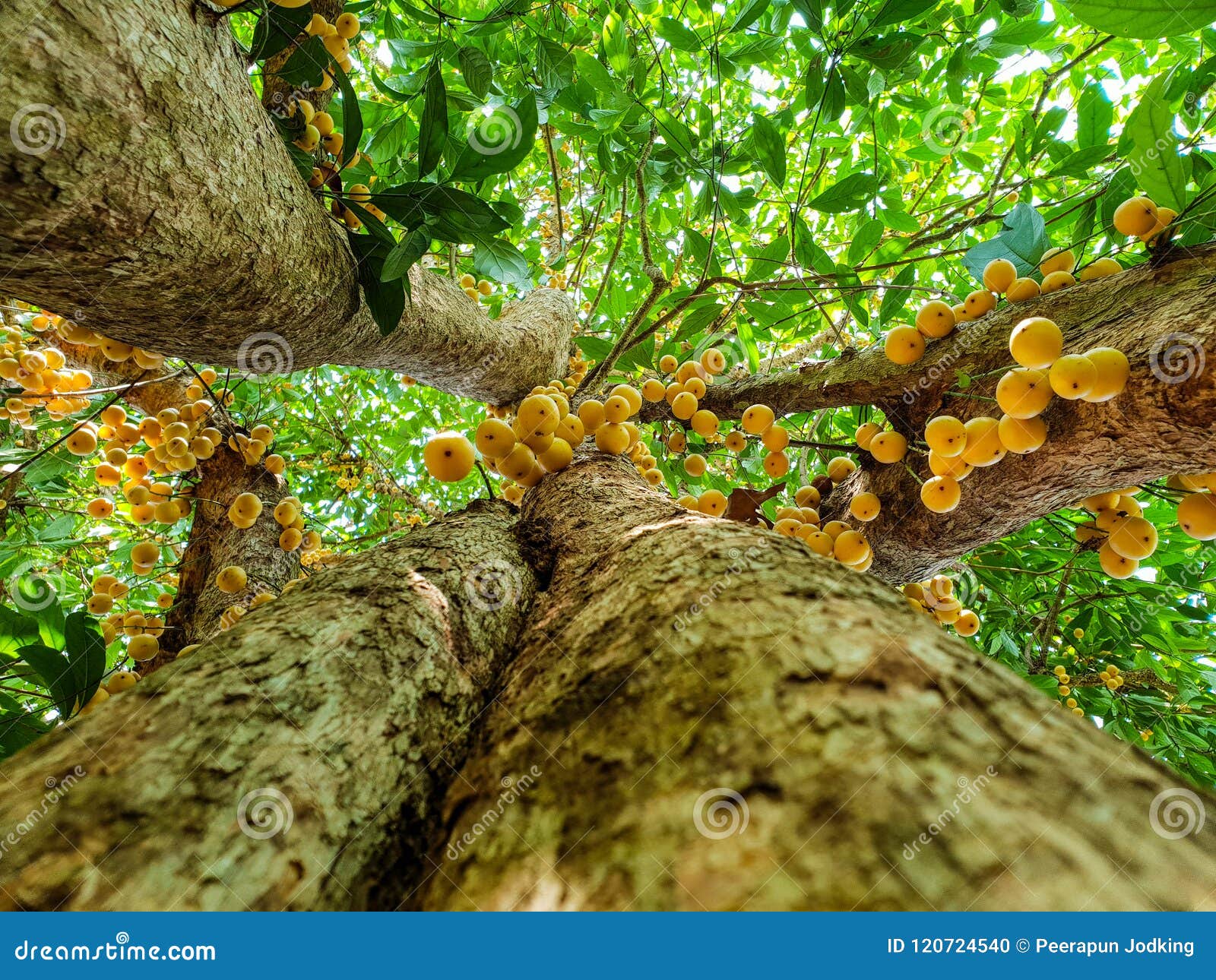 Under View, Thai Fruit Rambeh on the Rambi Tree Stock Photo - Image of ...