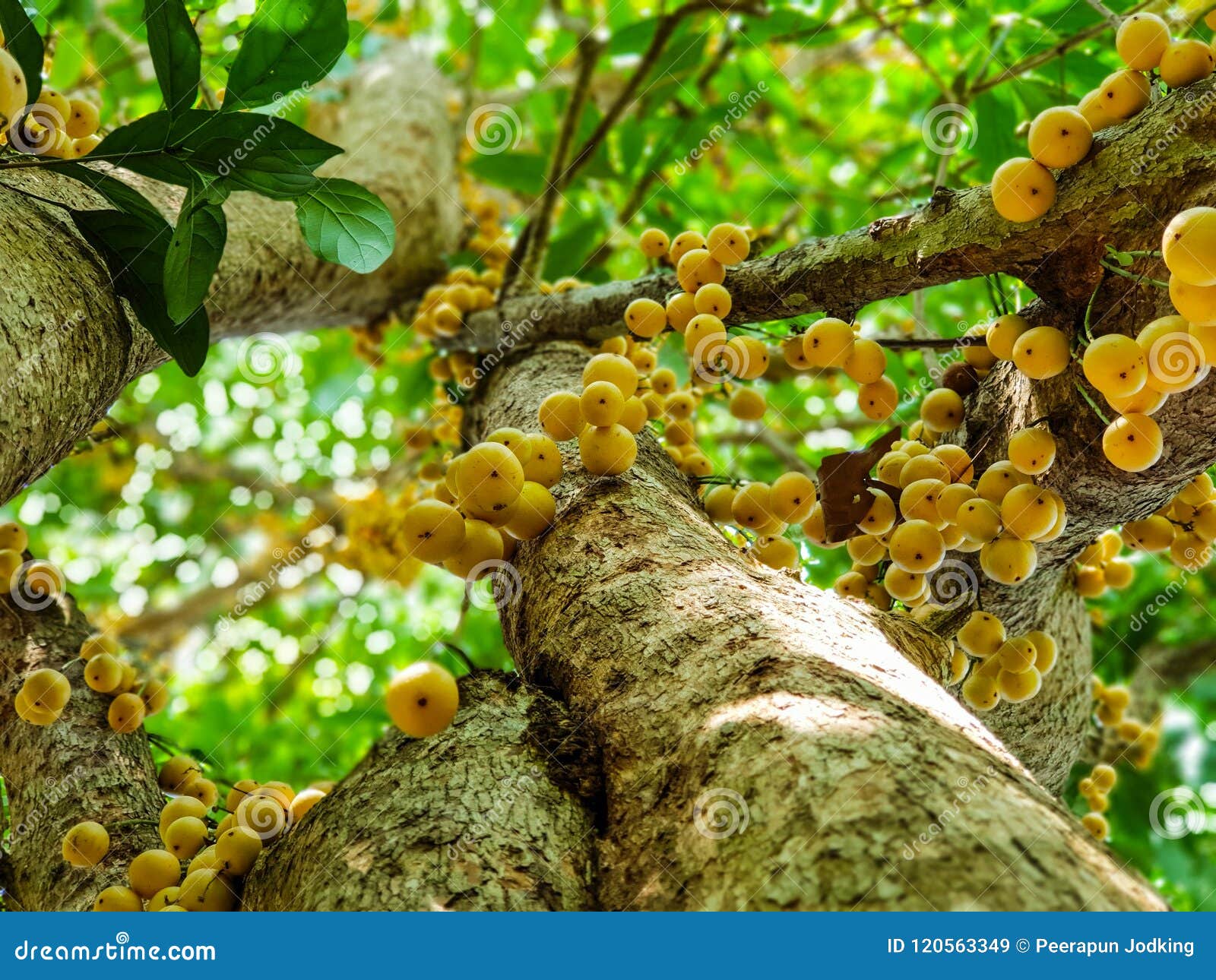 Thai Fruit Rambeh on the Rambi Tree Stock Image - Image of garden ...
