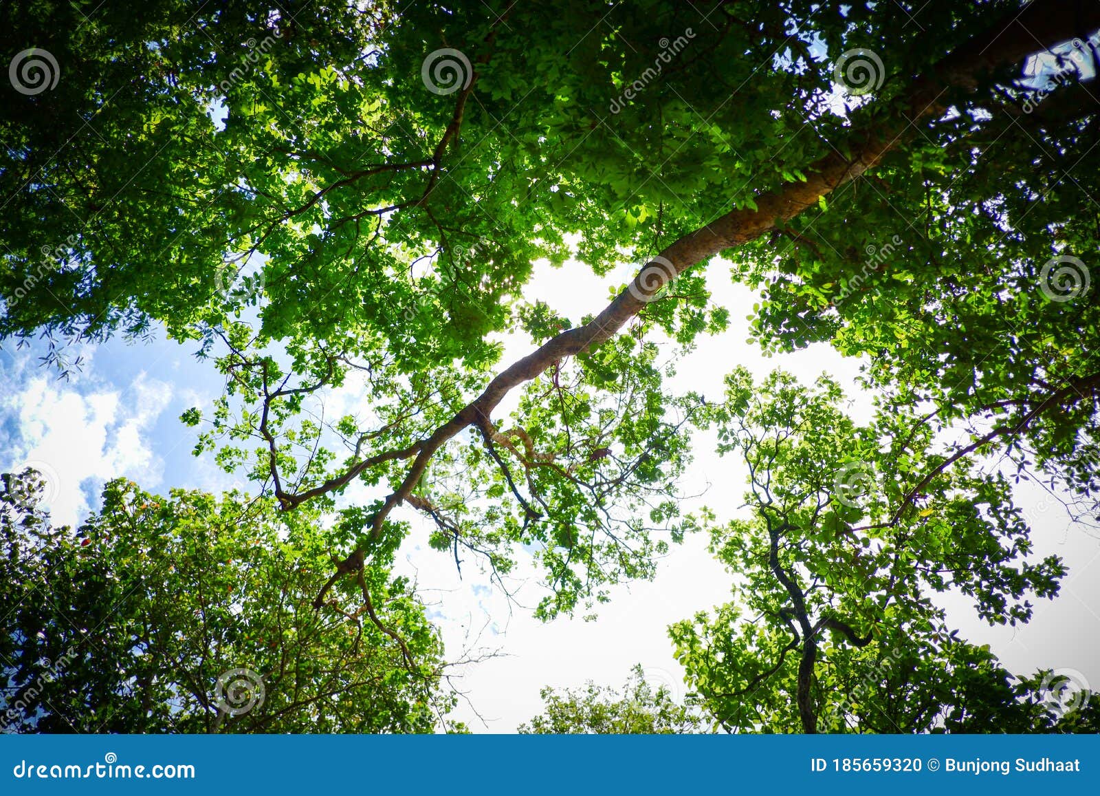 Under View of the Tree in the Forest. Stock Photo - Image of jungle ...