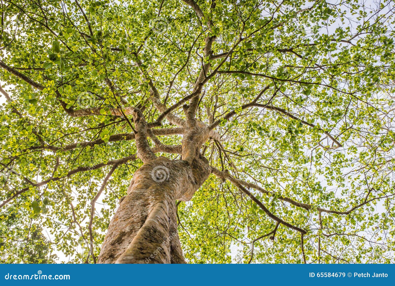 Under View the Tree with Sun Light Stock Image - Image of nature ...