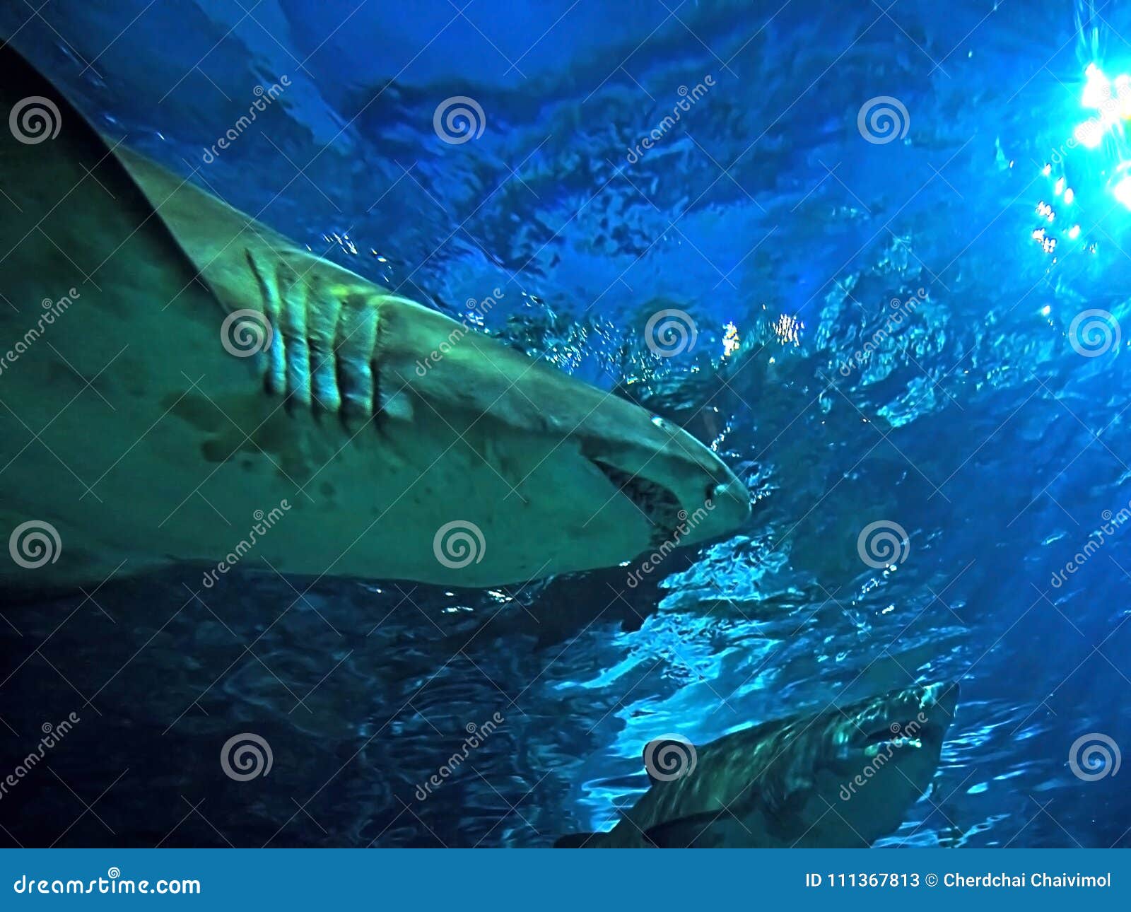 Under View of Two Sand Tiger Shark Under the Sea Stock Image - Image of ...