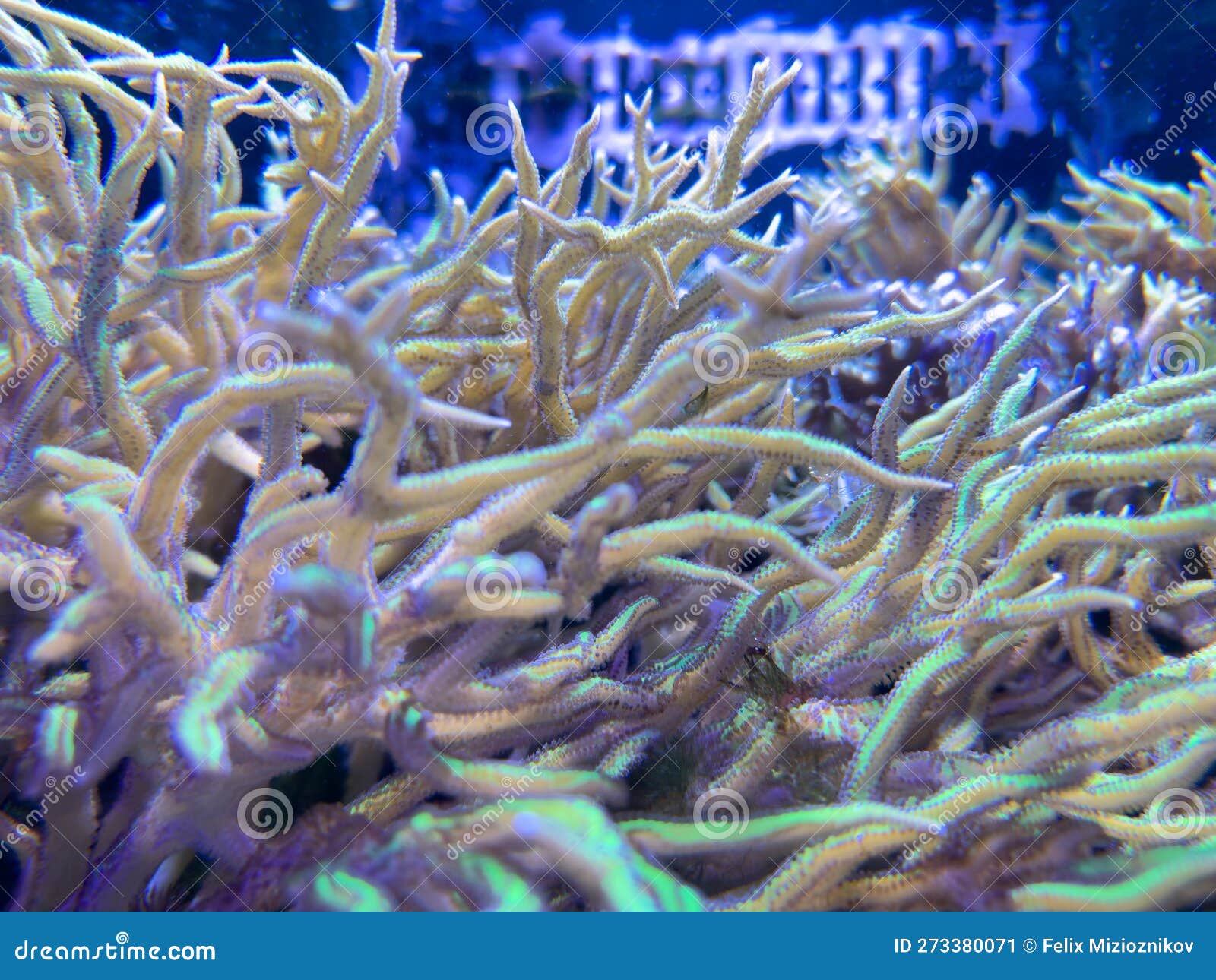 Underwater Photo of Reef Plant Life Stock Image - Image of reef, plant ...