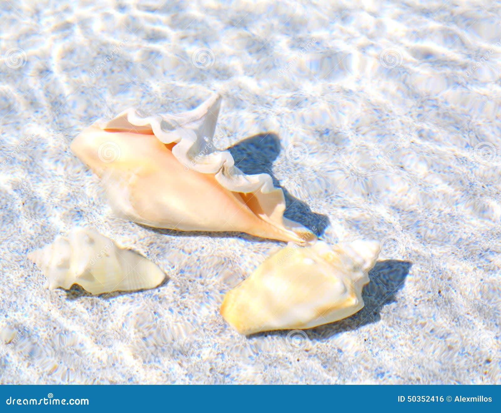 827 Under Water Sea Shells Stock Photos - Free & Royalty-Free Stock ...