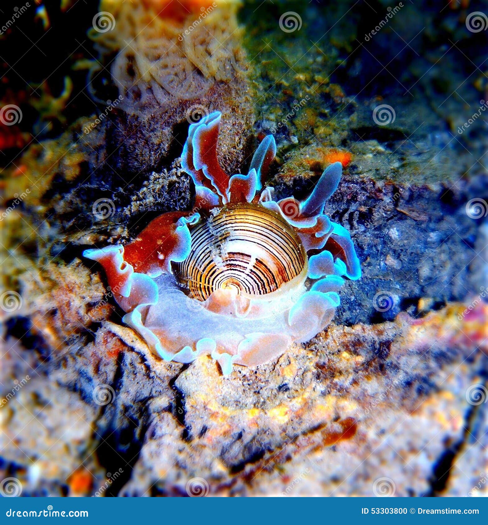Under water sea snail stock photo. Image of water, glowing - 53303800