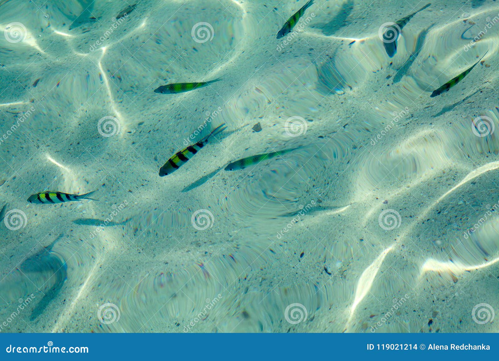 Under Water Surface with Sun Light Reflection and a School of Small ...