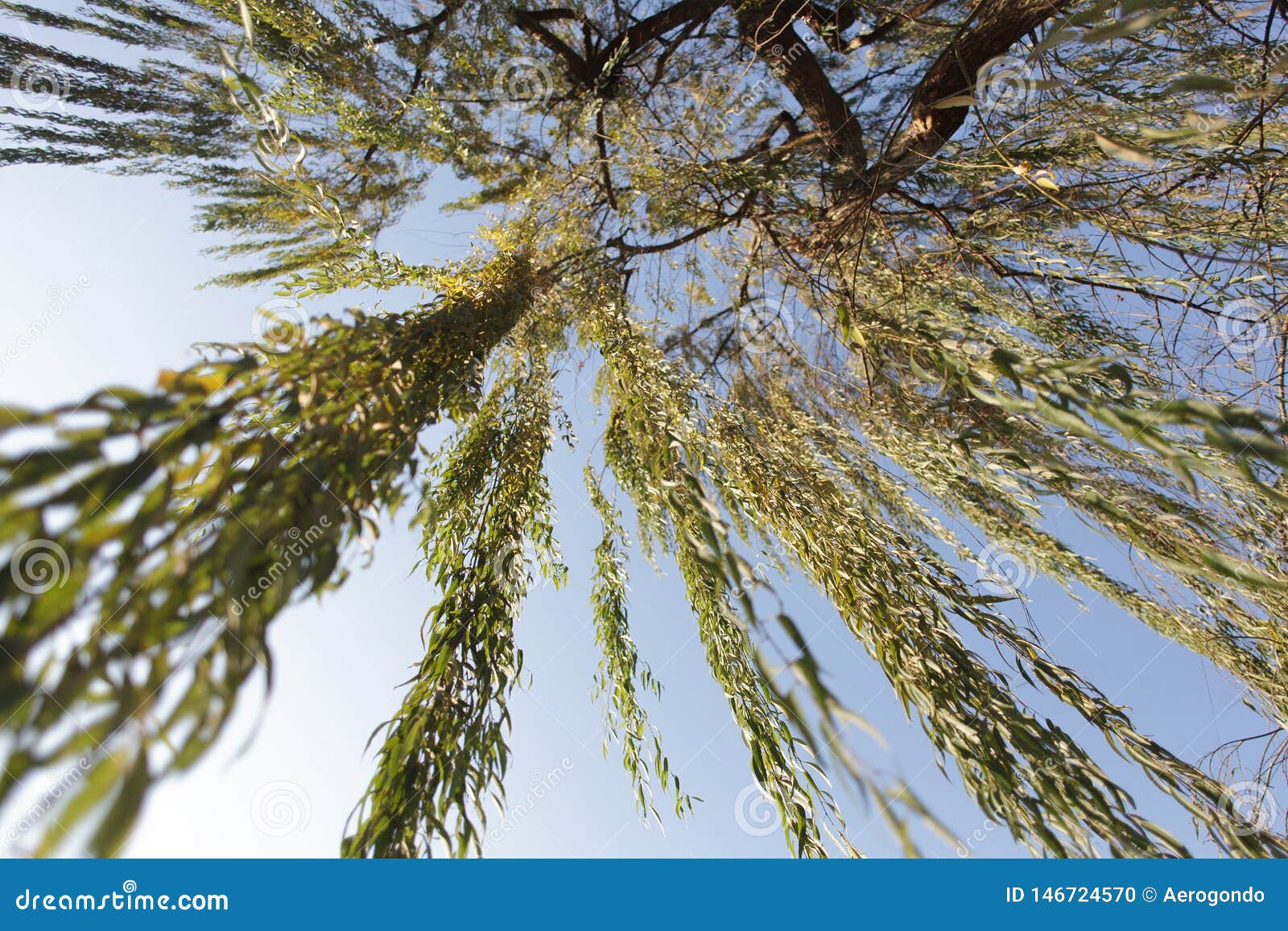 Under the Willow Tree Branches Stock Photo - Image of landscape ...