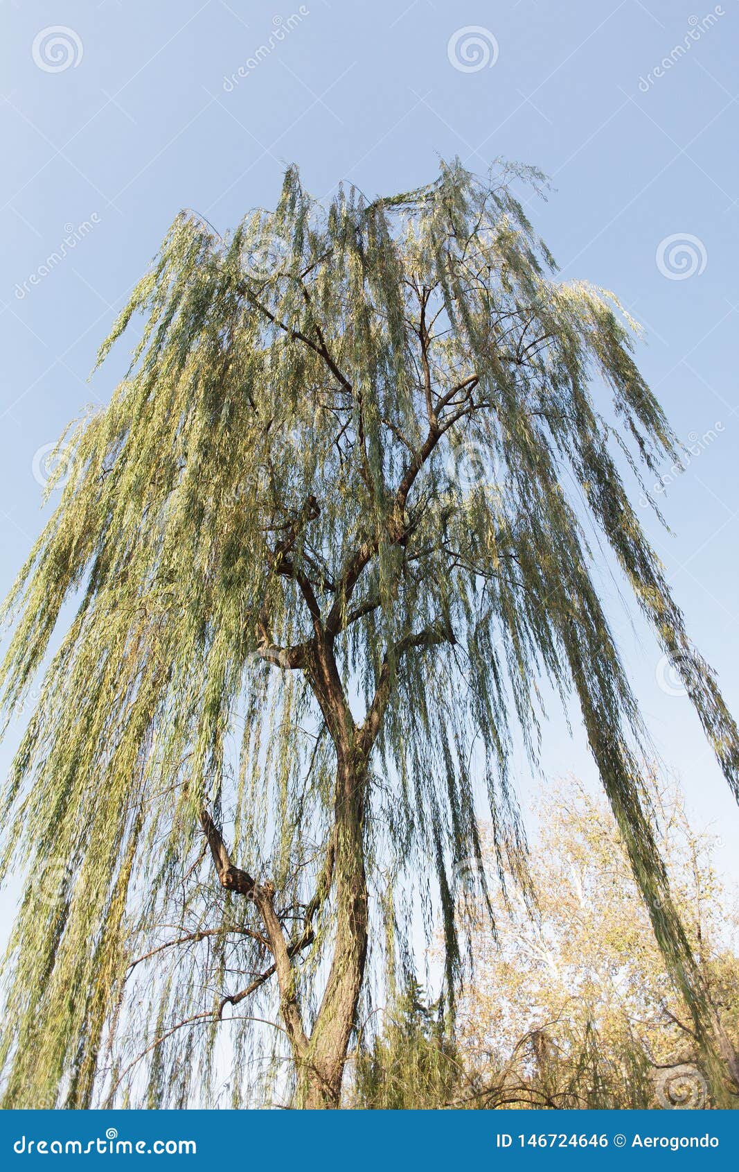 Under the Willow Tree Branches Stock Photo - Image of closeup, nature ...