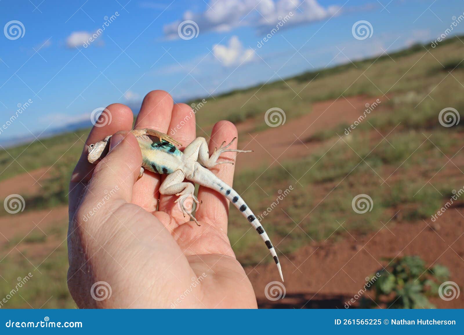 Greater Earless Lizard Cophosaurus Texanus in Hand Stock Image - Image ...