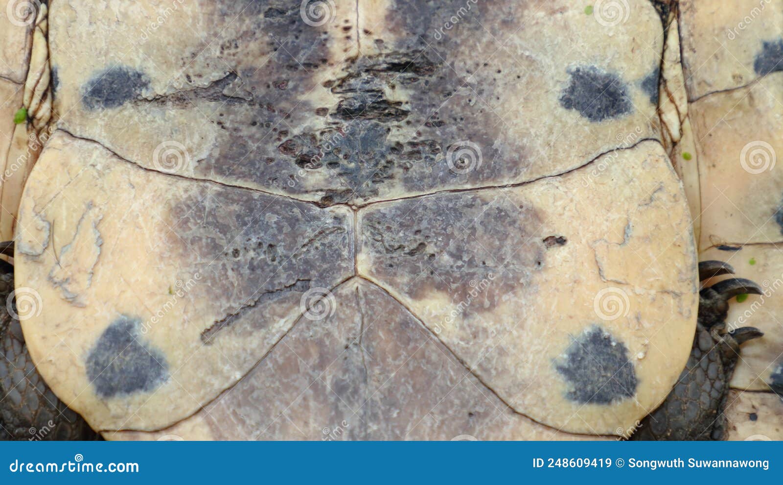 Underbelly of a Painted Turtle Shell Stock Image - Image of sticks ...
