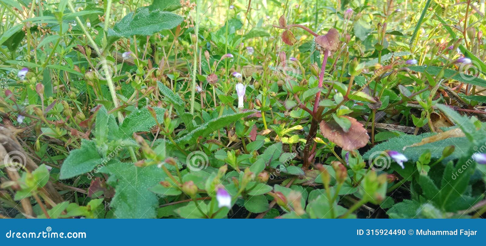 The Underbrush Forms Its Own Colony Consisting of a Wide Variety of ...