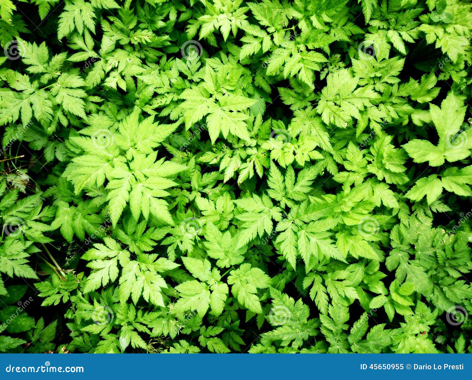 Underbrush stock image. Image of vibrant, underwood, green - 45650955