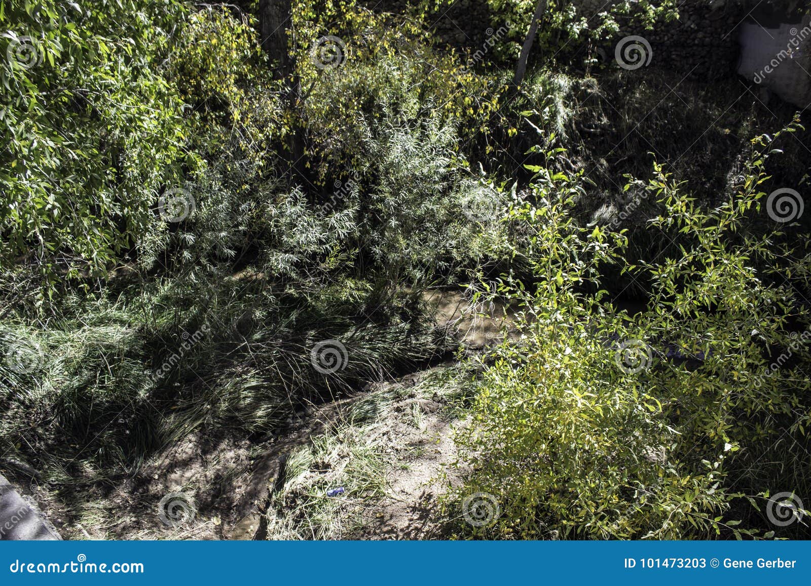 Underbrush stock image. Image of season, looking, riverbed - 101473203