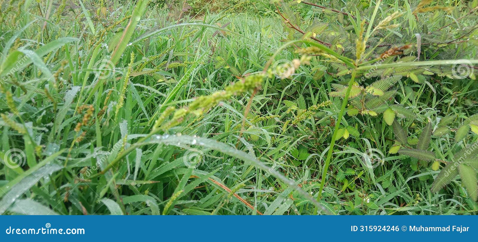 The Underbrush Forms Its Own Colony Consisting of a Wide Variety of ...