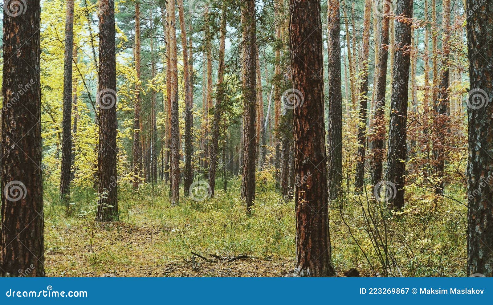 Underbrush and Tree Trunks in the Autumn Forest Stock Image - Image of ...