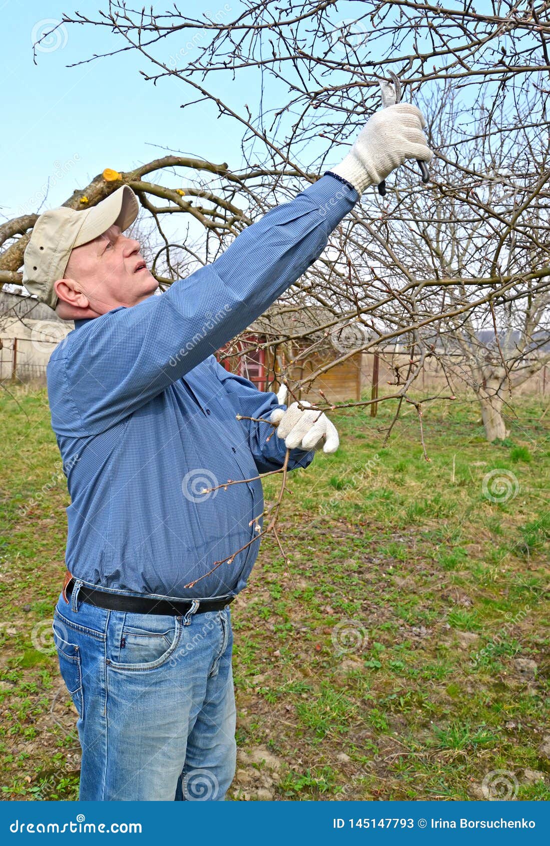 Undercutting of Branches of a Fruit-tree Secateurs. Spring Works in a ...