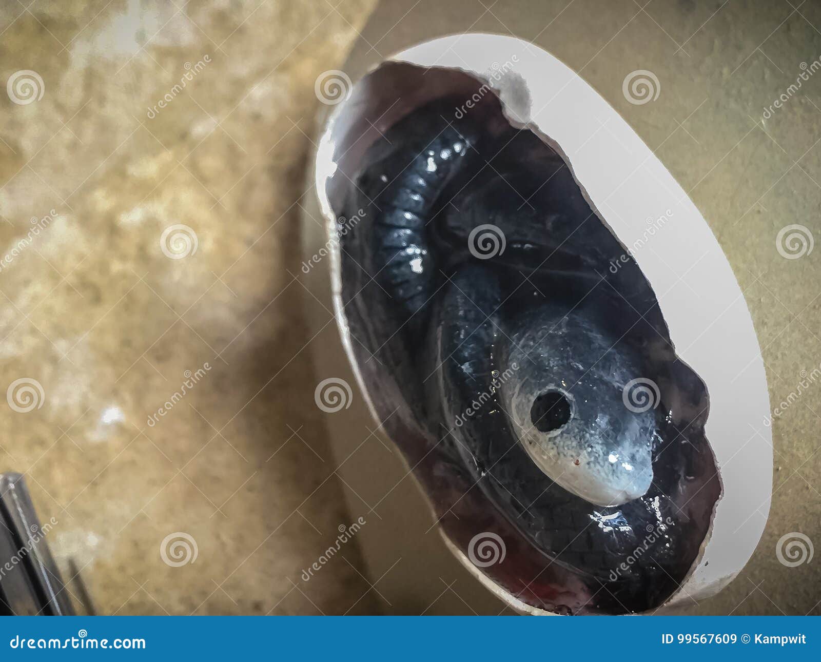 Underdeveloped Embryo of Snake in the Egg. Stock Image - Image of ...