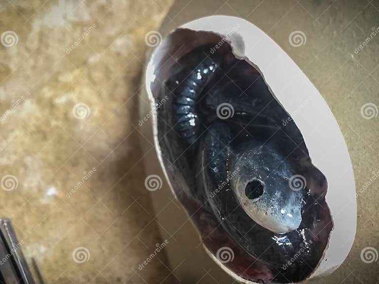 Underdeveloped Embryo of Snake in the Egg. Stock Image - Image of ...