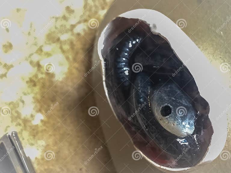 Underdeveloped Embryo of Snake in the Egg. Stock Image - Image of ...