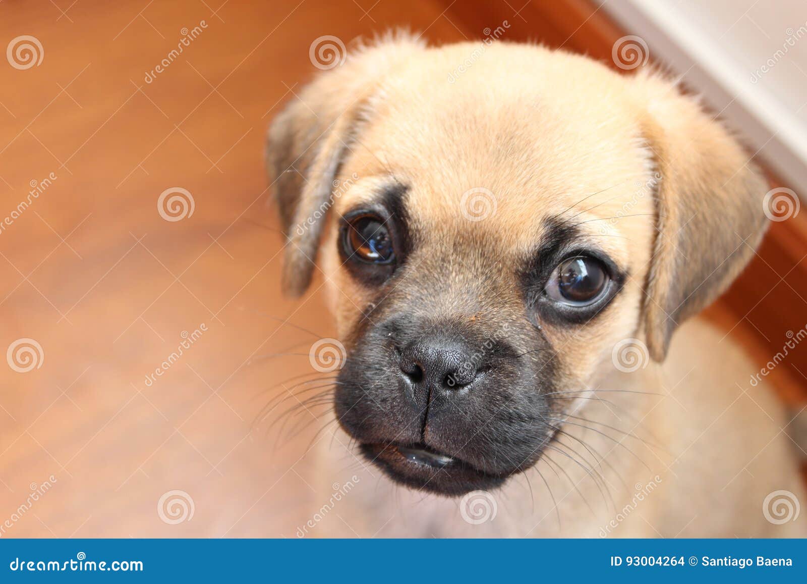 Underdog stock photo. Image of puppy, face, canon, underdog - 93004264