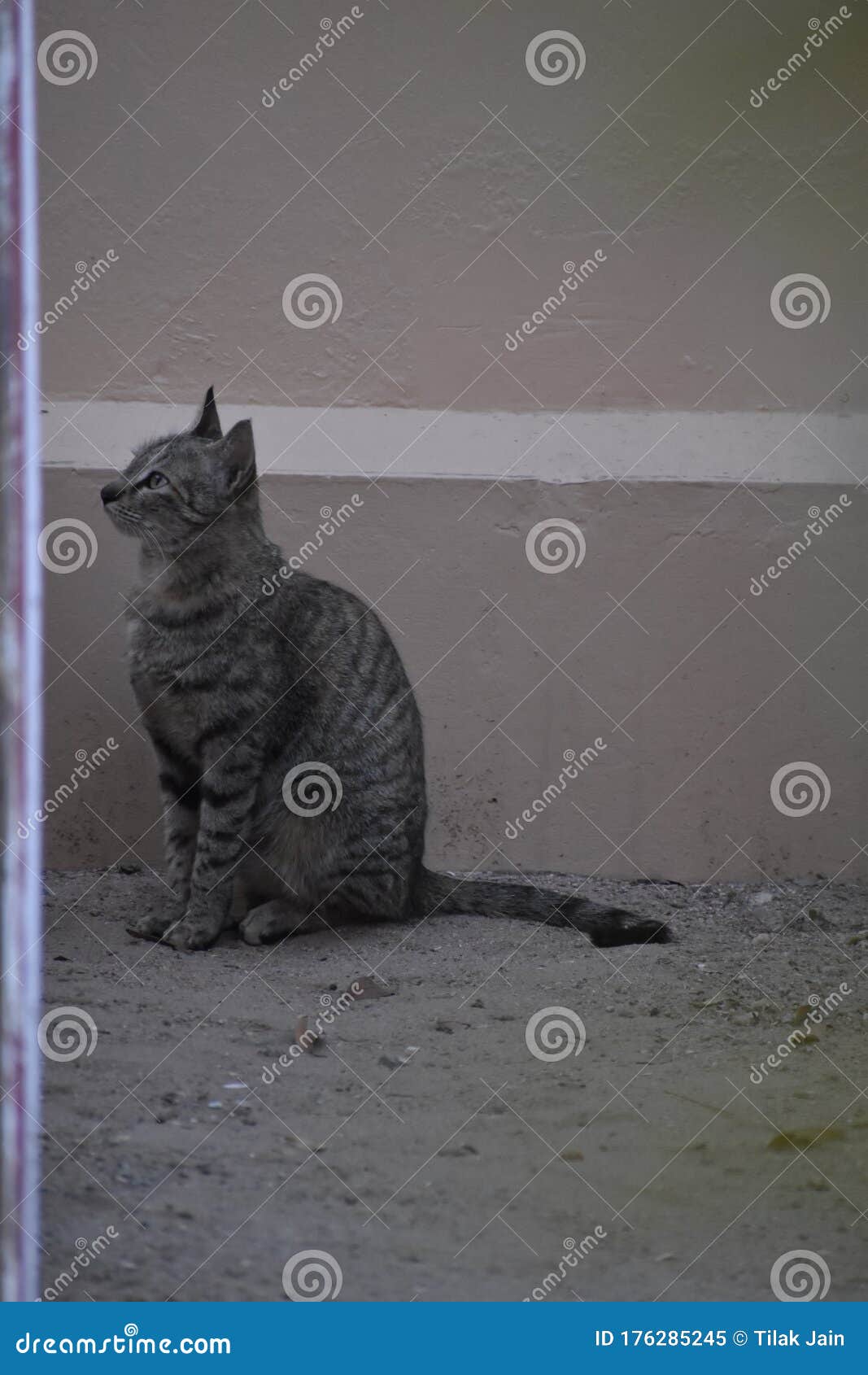 Underexposed Image of a Cat Sitting on Ground. Stock Image - Image of ...