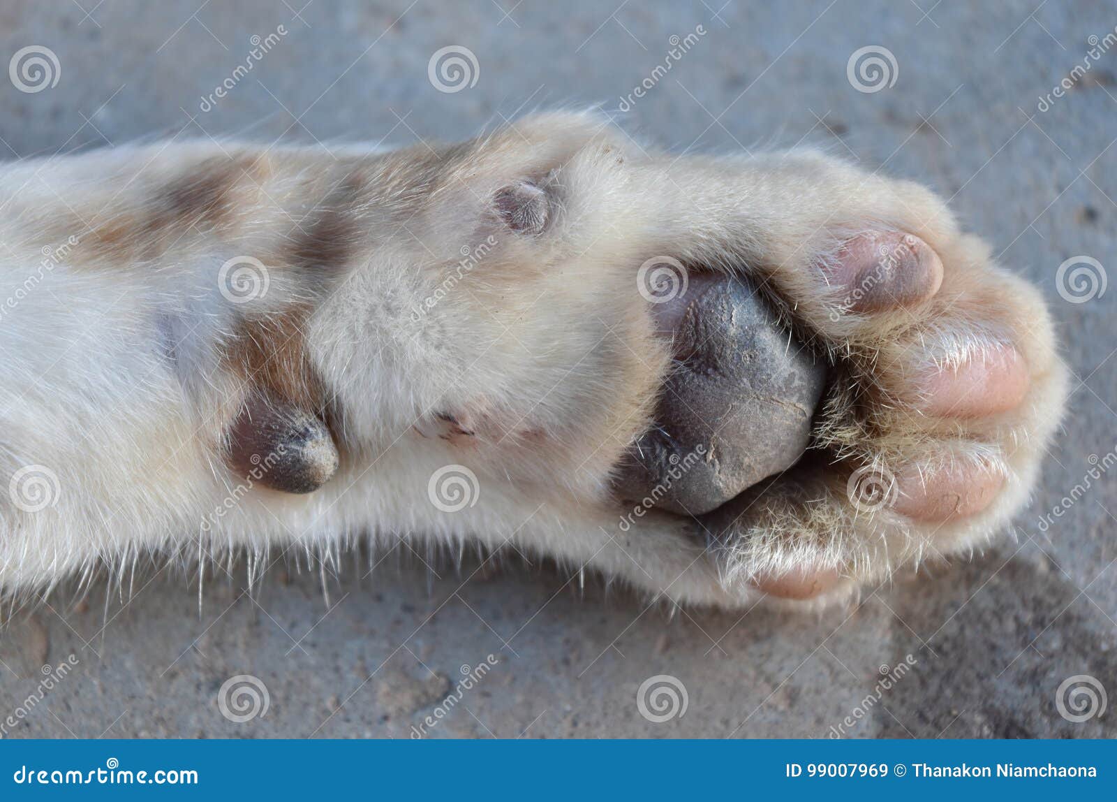 Underfoot of cat foot stock image. Image of skin, hand - 99007969
