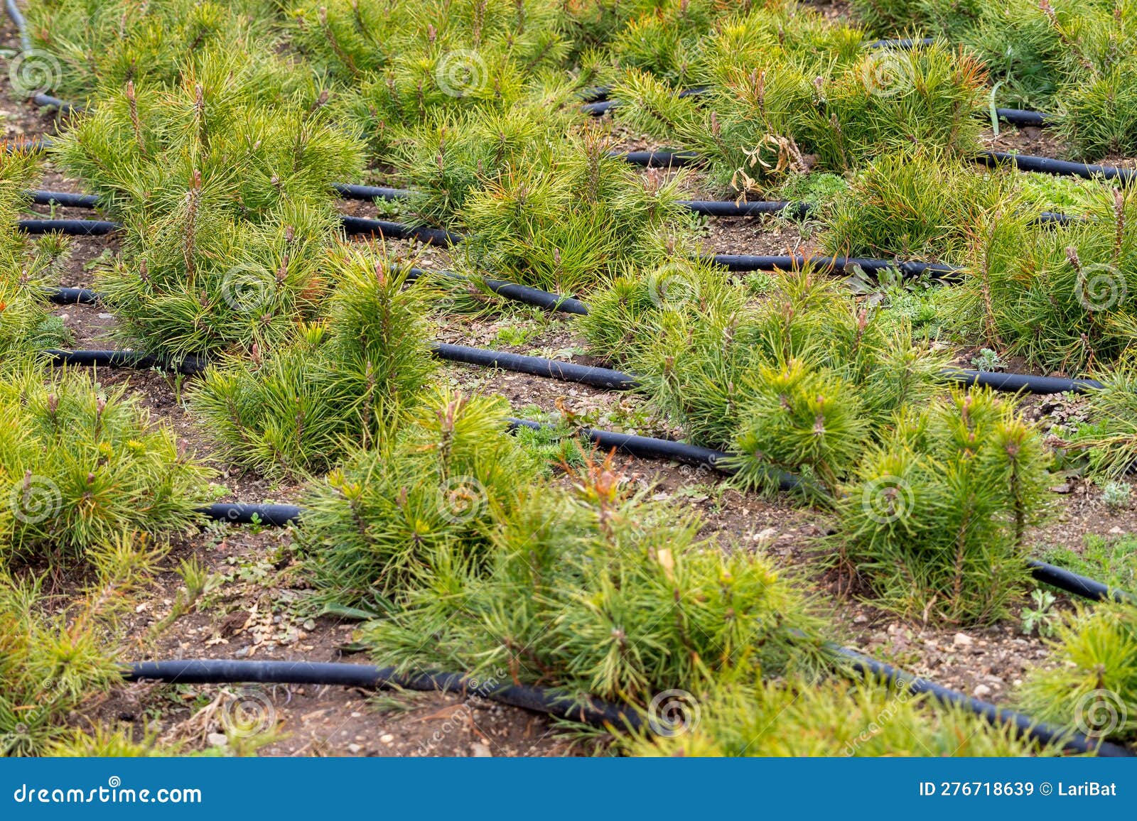 Underground or in Ground Drip Irrigation System. Water Irrigation ...