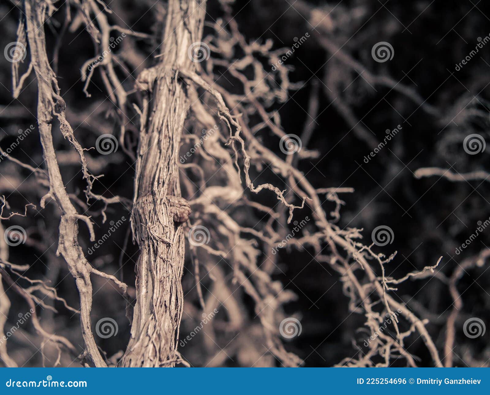 Twisted roots stock photo. Image of soil, bends, underground - 225254696