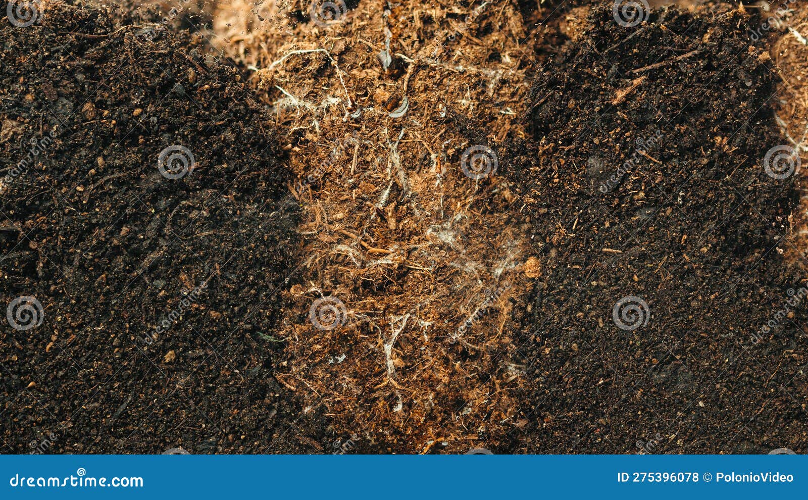 Underground Section of Soil with Roots of Plants during Watering Stock ...