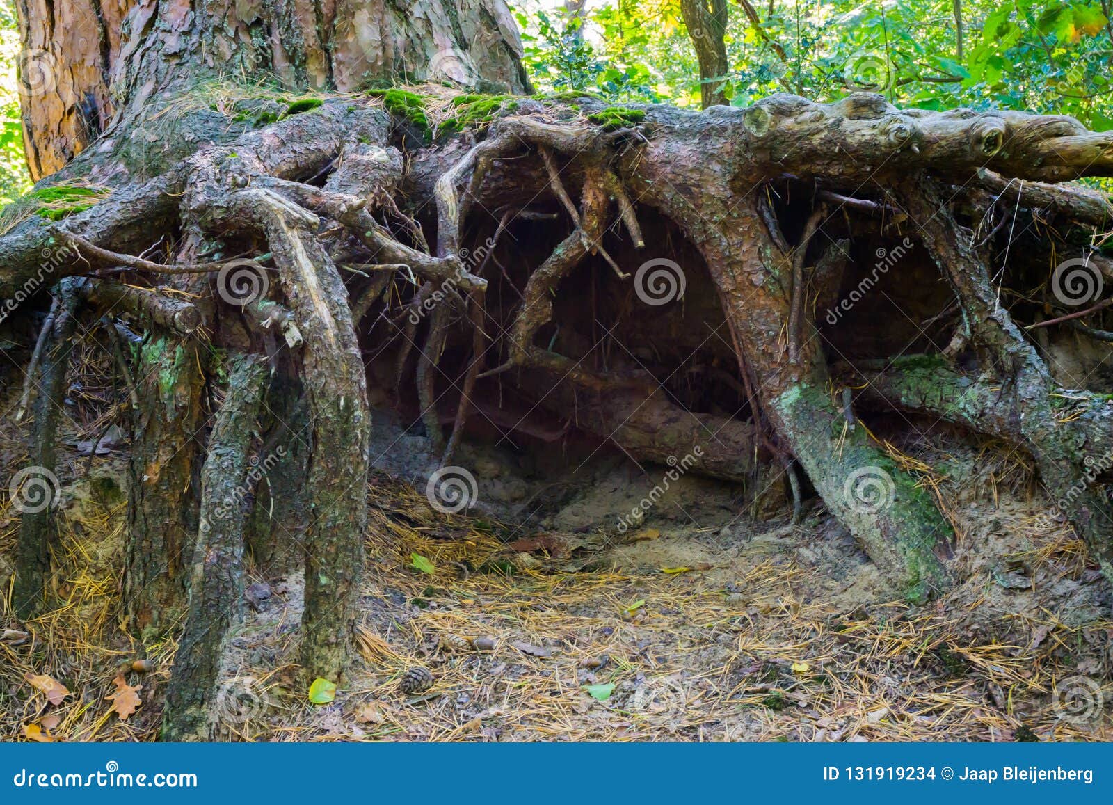 Underground Structures Palm Tree